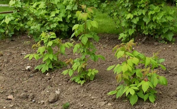How to plant and care for raspberries: outdoor planting rules